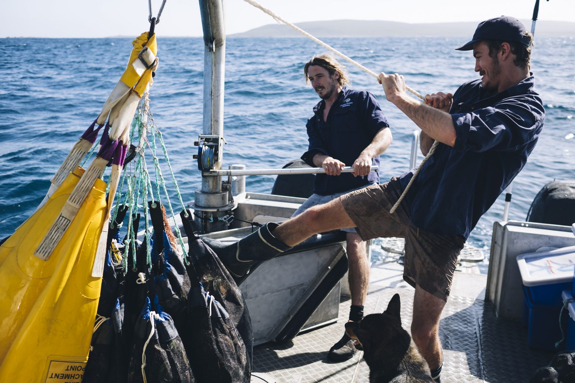 Ocean Grown Abalone Continues to Grow - Rare Foods Australia