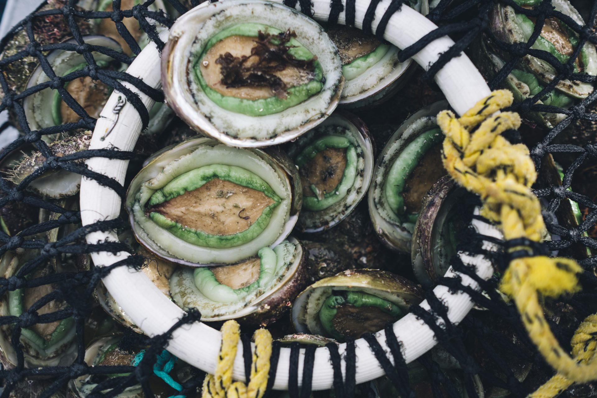 The Taste of Luxury: Australia Learns to Love Abalone and Black Truffle ...